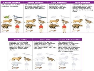 Biologists Use Seven Levels Of Classification | PPTX