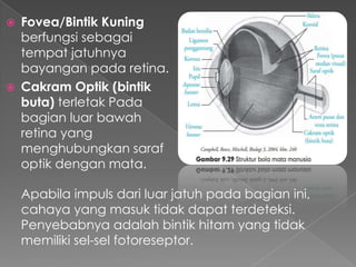 Biologi tentang mata | PPTX