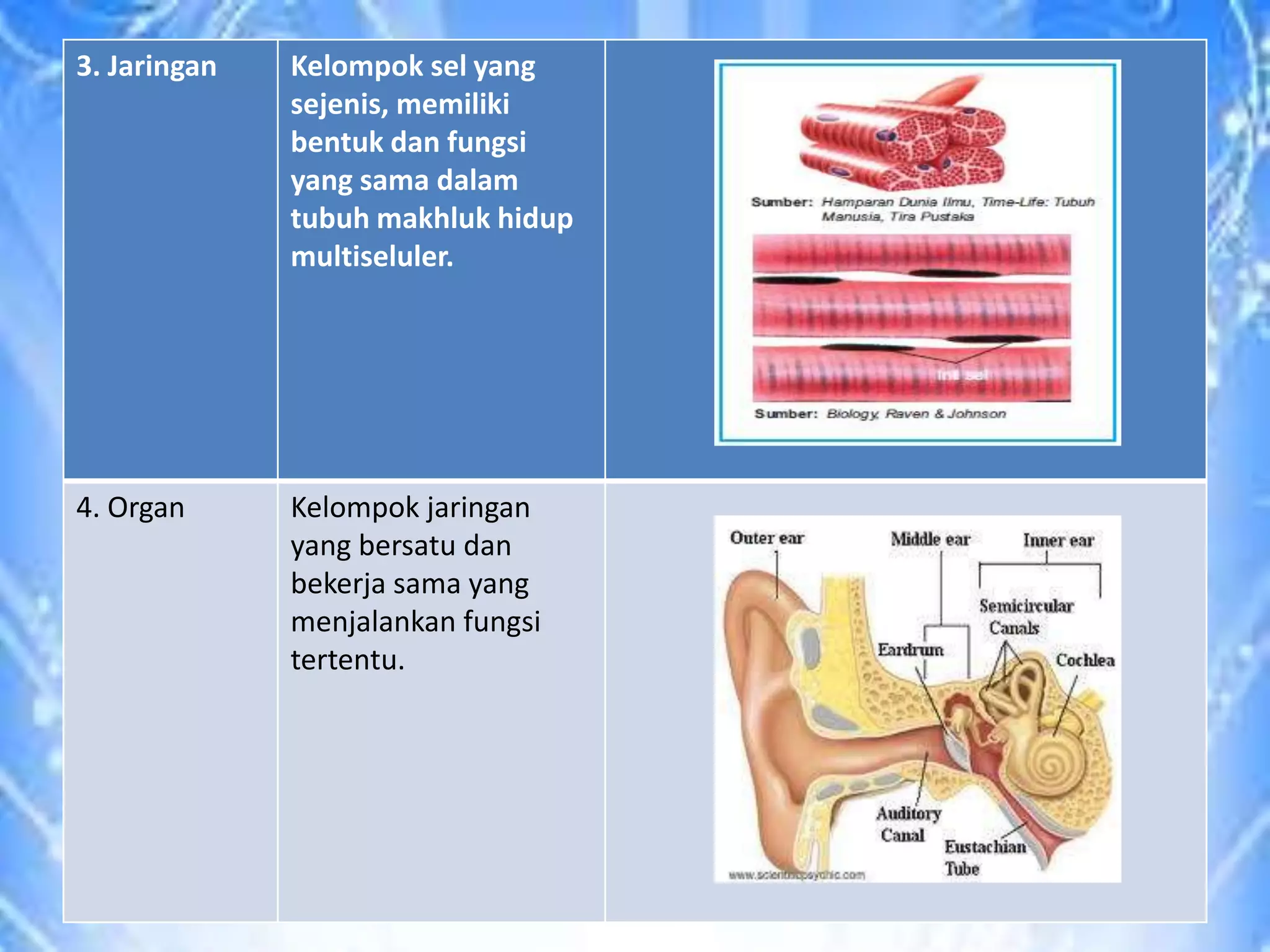 Tingkat Organisasi Kehidupan - Biologi | PPTX