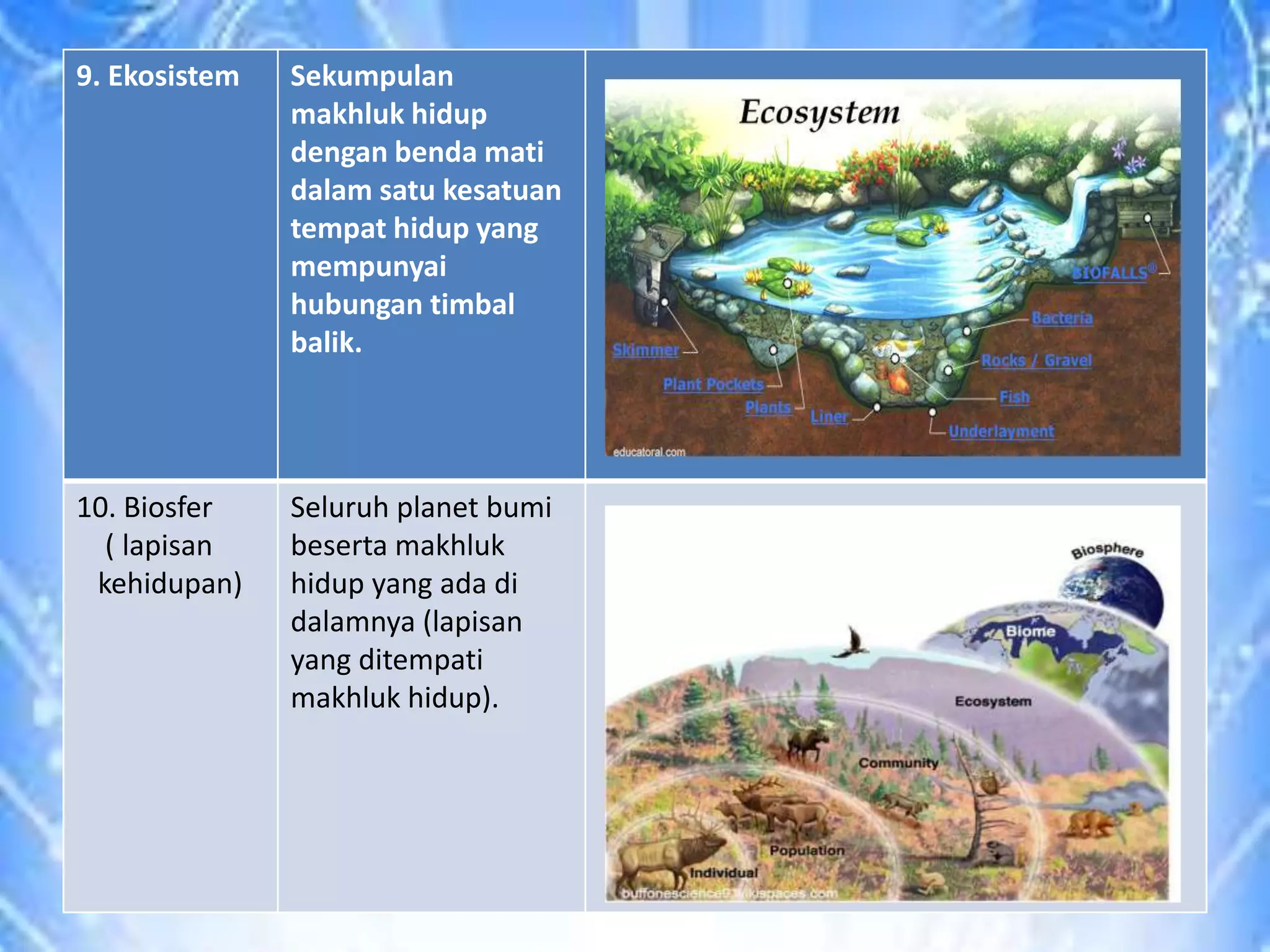 Tingkat Organisasi Kehidupan - Biologi | PPTX