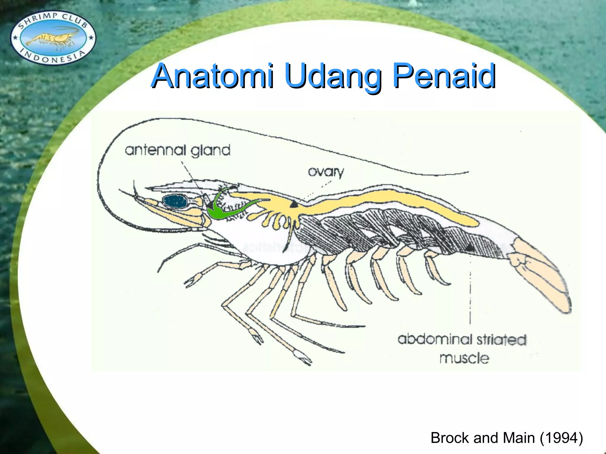 Biologi udang | PPT