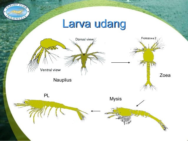 Biologi udang