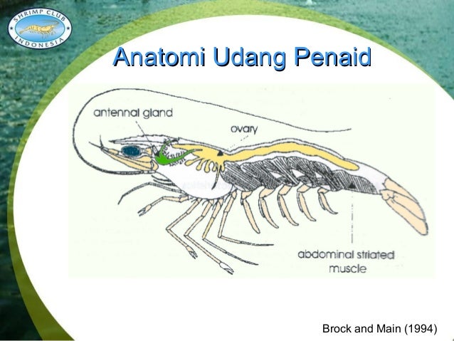 Biologi udang