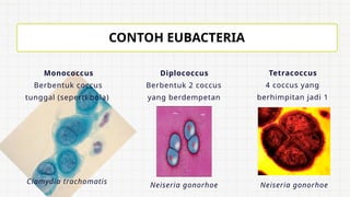 biologi kelas 10bab bakteri dan eubakteri | PPTX