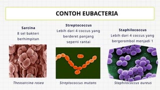 biologi kelas 10bab bakteri dan eubakteri | PPTX