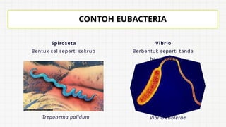 biologi kelas 10bab bakteri dan eubakteri | PPTX