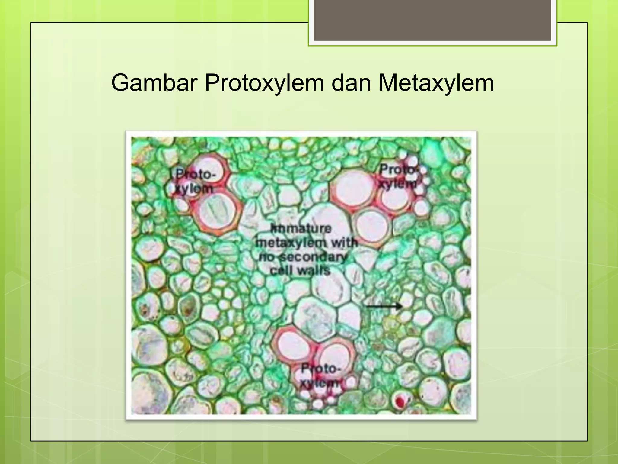 Biologi (xilem) | PPTX