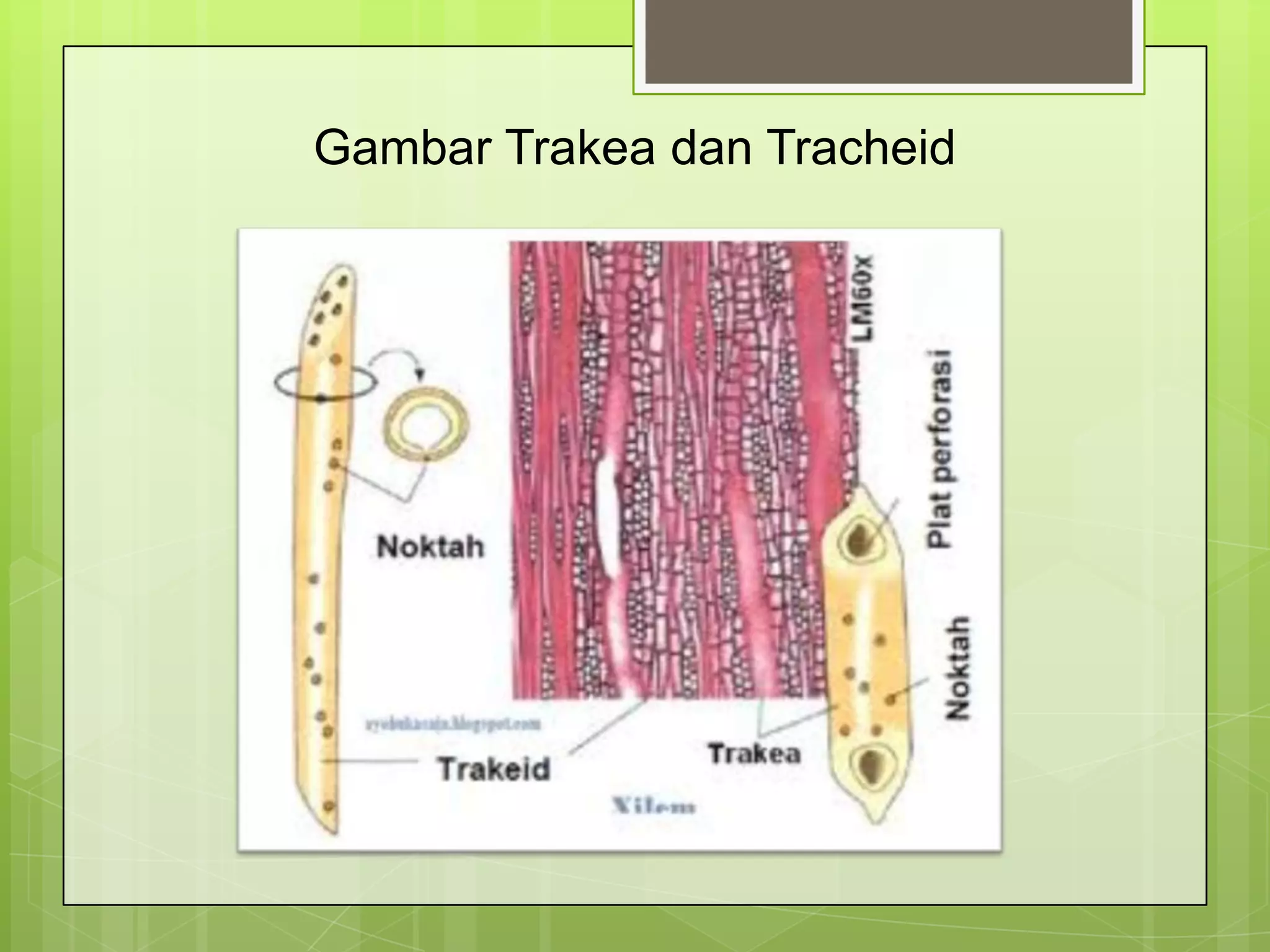 Biologi (xilem) | PPTX
