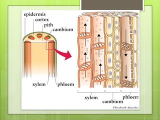 Biologi (xilem) | PPTX