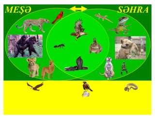 Heyvanlar aləmi | PPT