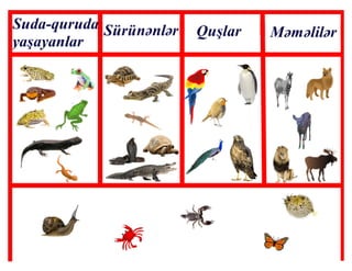Heyvanlar aləmi | PPT