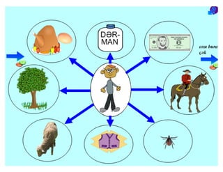 Heyvanlar aləmi | PPT