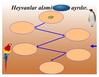 Heyvanlar aləmi | PPT