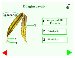 Dəniz yosunları | PDF