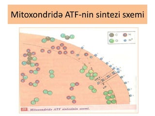 Biologiya 10 (ATF ) | PPTX