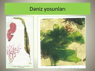 Biologiya (yosunlar) | PPTX