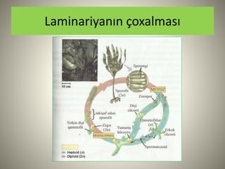 Biologiya (yosunlar) | PPTX