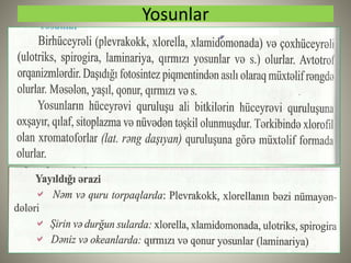 Biologiya (yosunlar) | PPTX