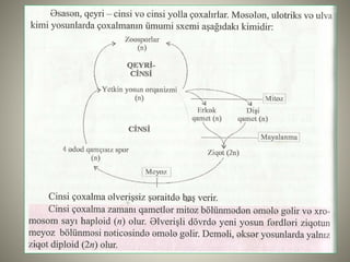 Biologiya (yosunlar) | PPTX