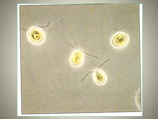 Biologiya (yosunlar) | PPTX