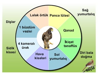 Biologiya 8 250_haciyeva_peri_nicat | PPT