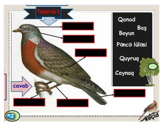 Biologiya 8 250_haciyeva_peri_nicat | PPT