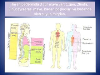 Biologiya orqanlar sistemi | PPTX