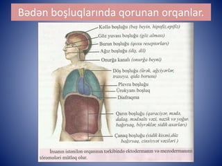 Biologiya orqanlar sistemi | PPTX