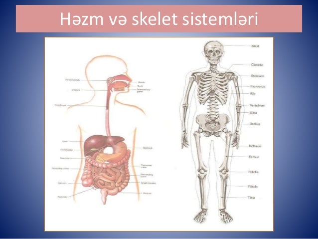 Biologiya orqanlar sistemi