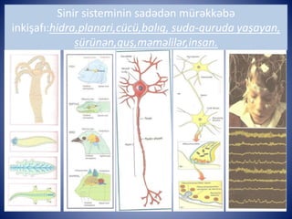 Biologiya sinir sistemi | PPTX