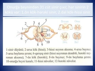 Biologiya sinir sistemi | PPTX