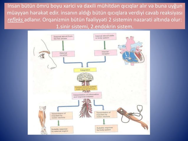 Biologiya sinir sistemi | PPT