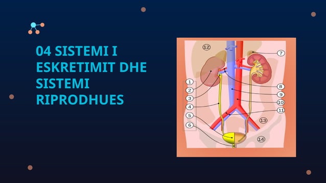 biologji klasa 77777 uuuuuuuuuuuuuuuuuuu | PPT