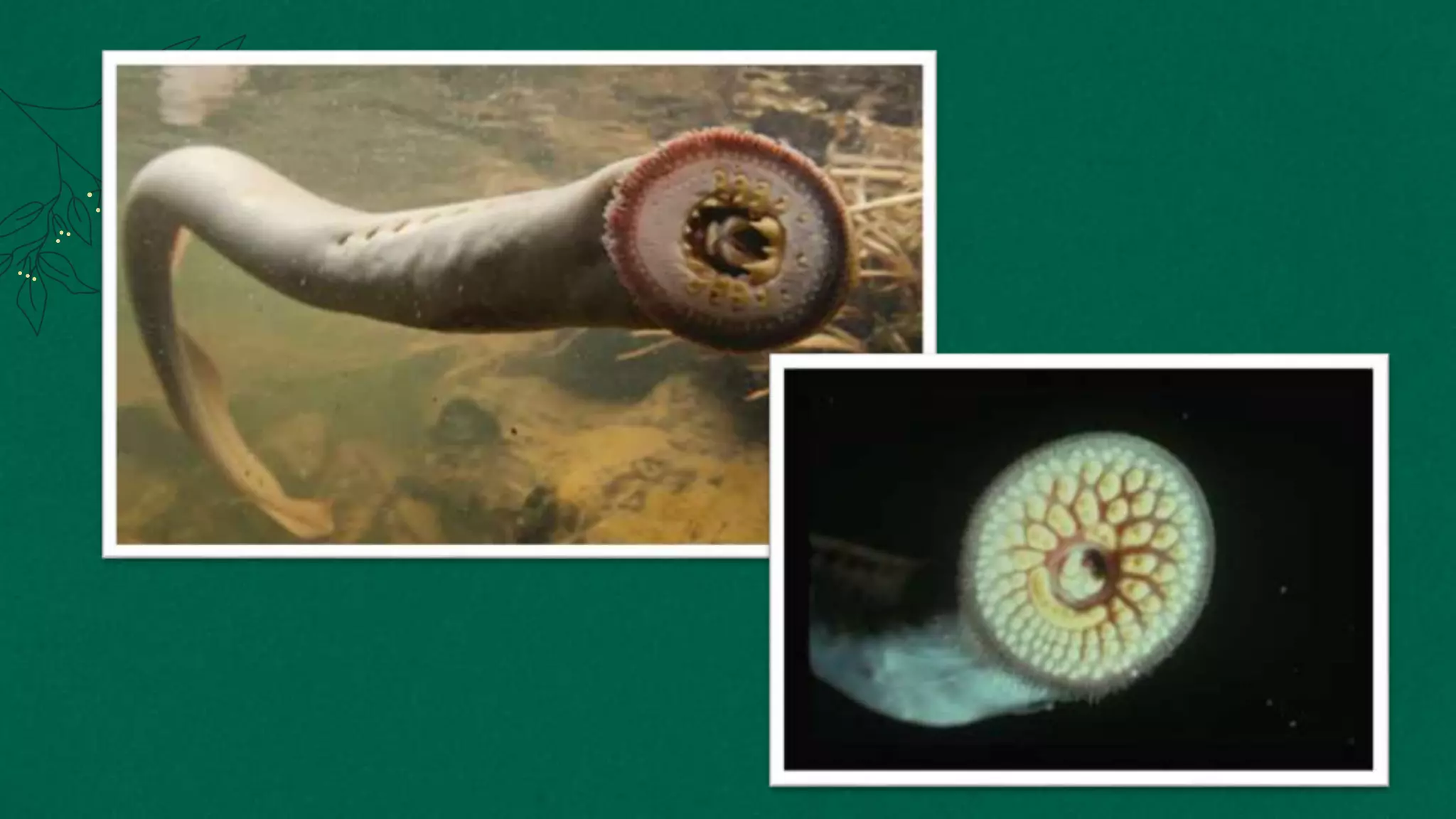 Biologji-Angatha-Orgesa Ibri.pptx