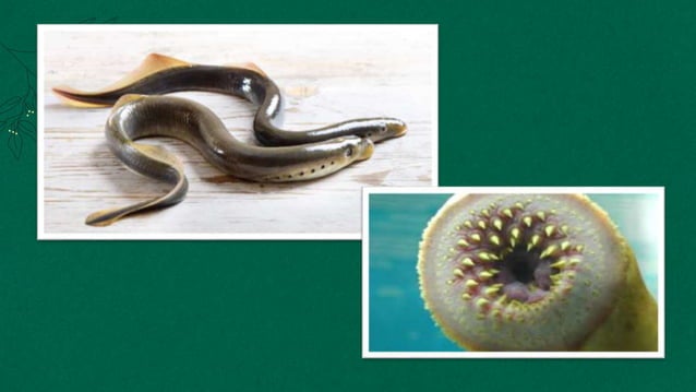 Biologji-Angatha-Orgesa Ibri.pptx