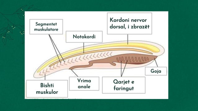 Biologji-Angatha-Orgesa Ibri.pptx