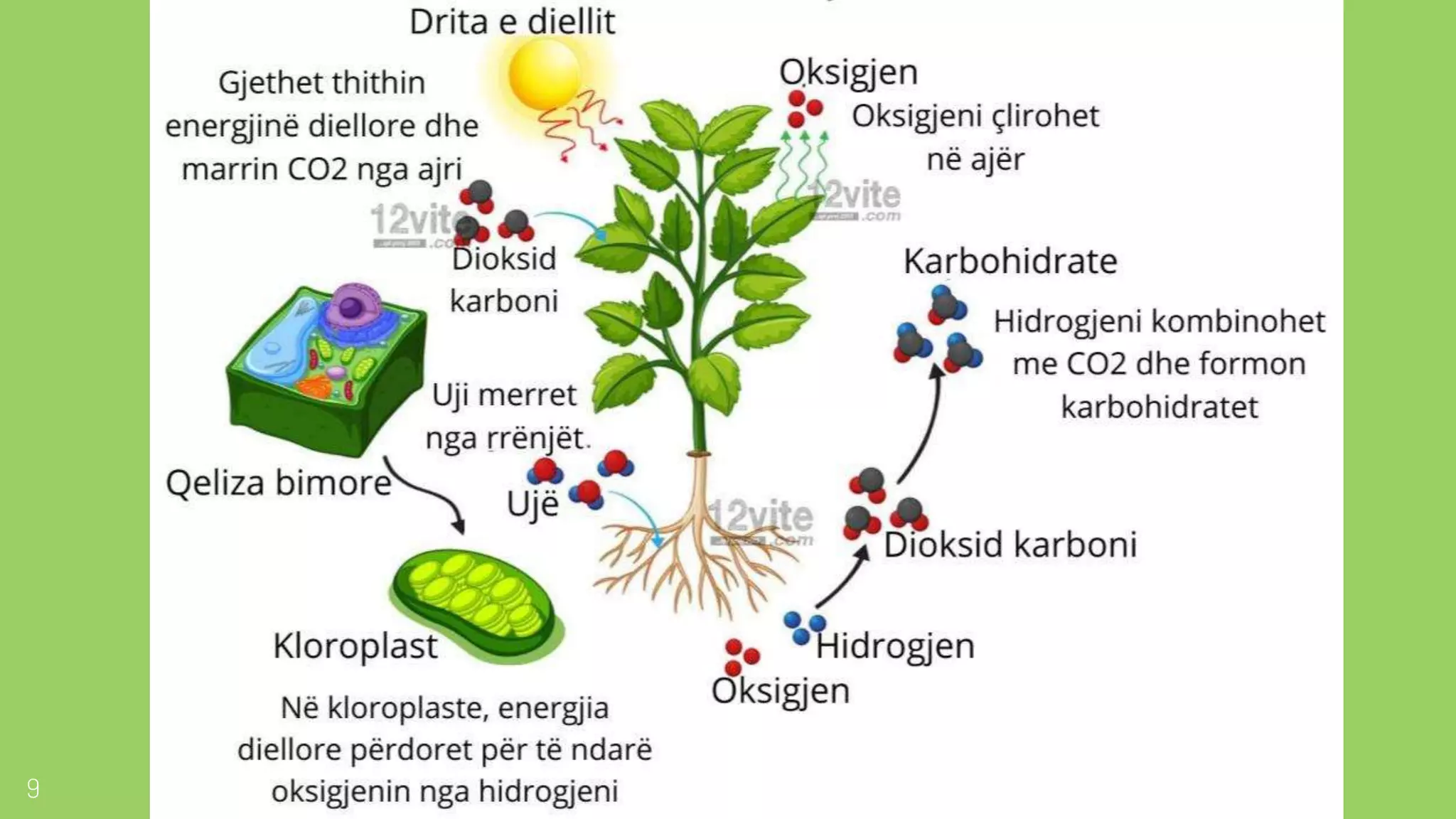 Biologji tema fotosinteza | PPTX