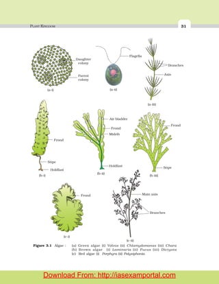 Biology 11th-ncert | PDF