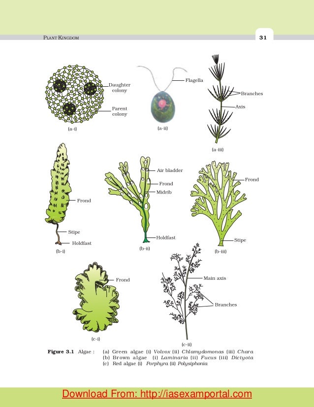 Biology 11th-ncert