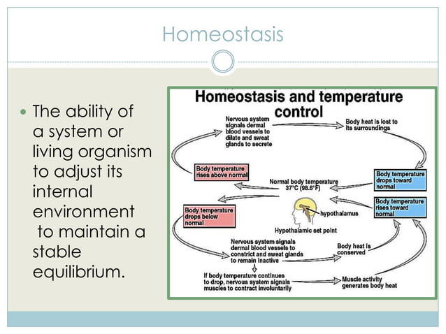 Biology as the Study of Life