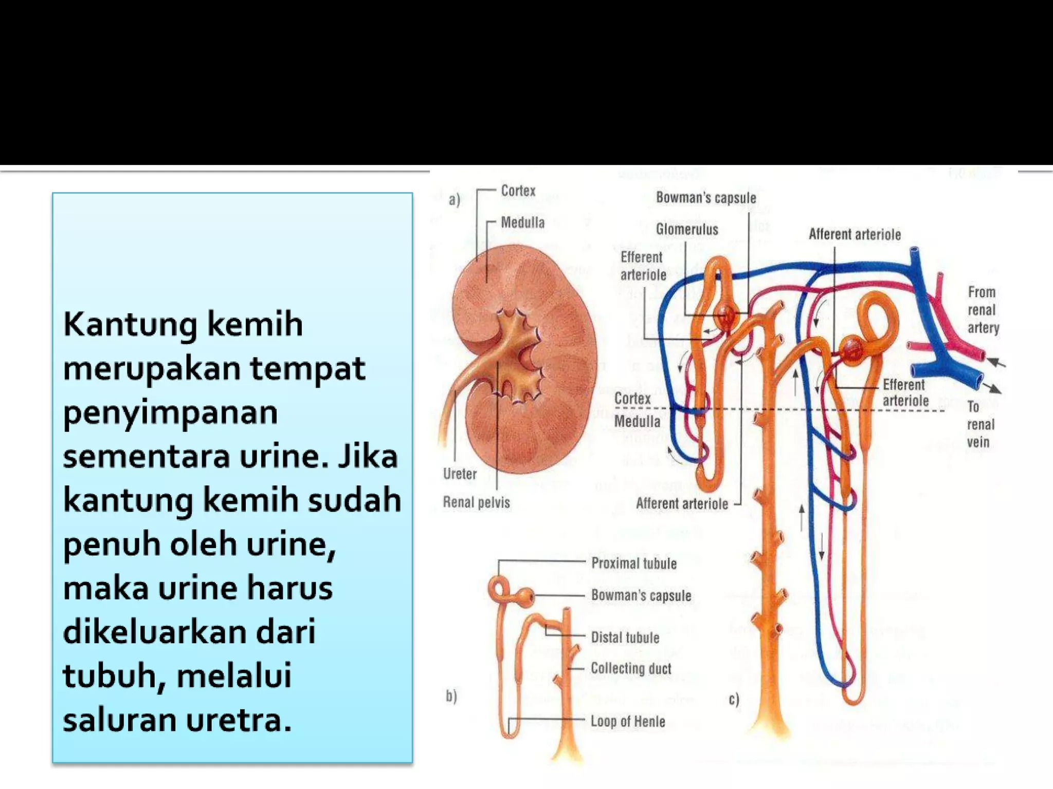 Biology (tahapan pembentukan urine) | PPTX