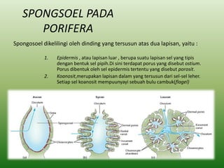 PORIFERA - BIOLOGI | PPTX