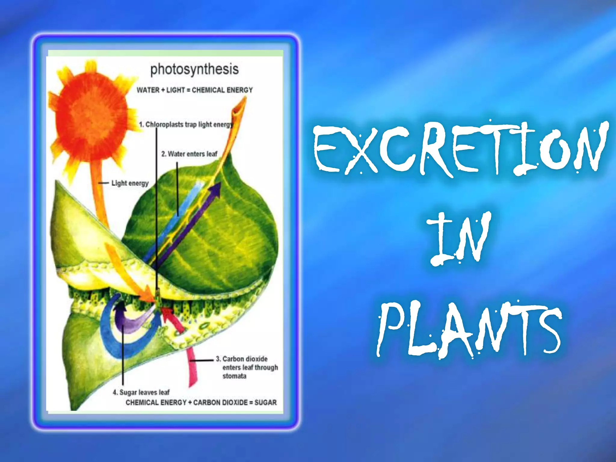 Biology-Excretory System | PPT