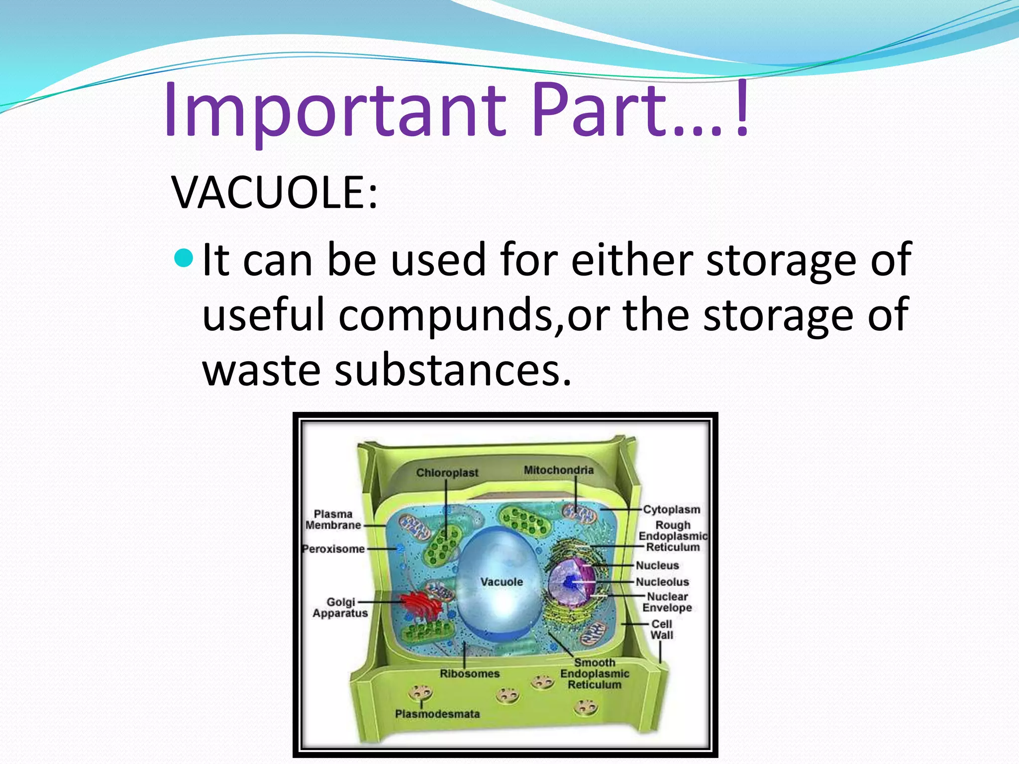 Biology-Excretory System | PPT