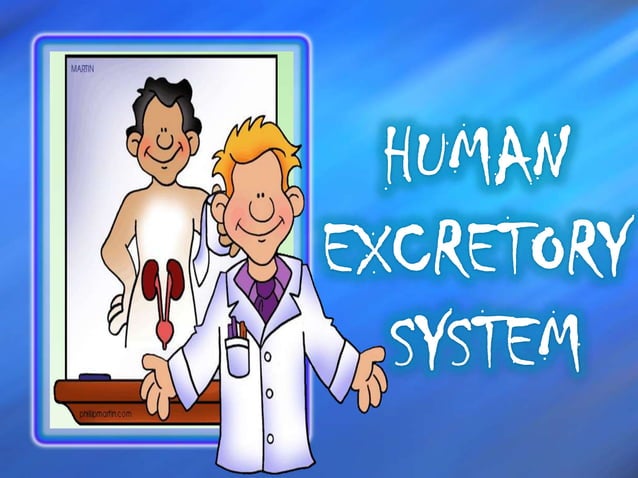 Biology-Excretory System | PPT