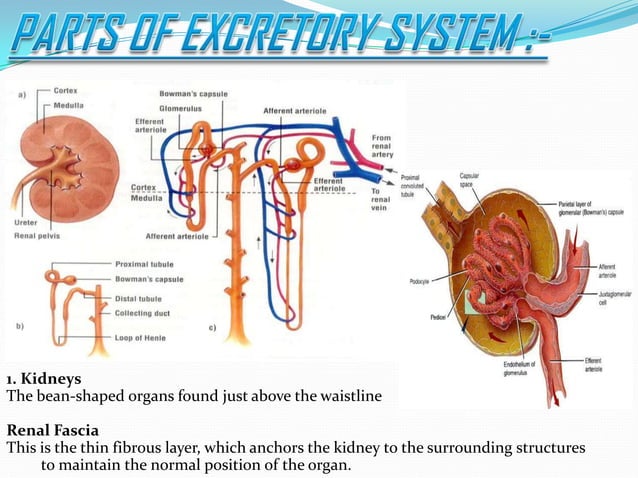 Biology-Excretory System | PPT