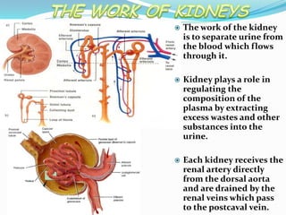 Biology-Excretory System | PPT