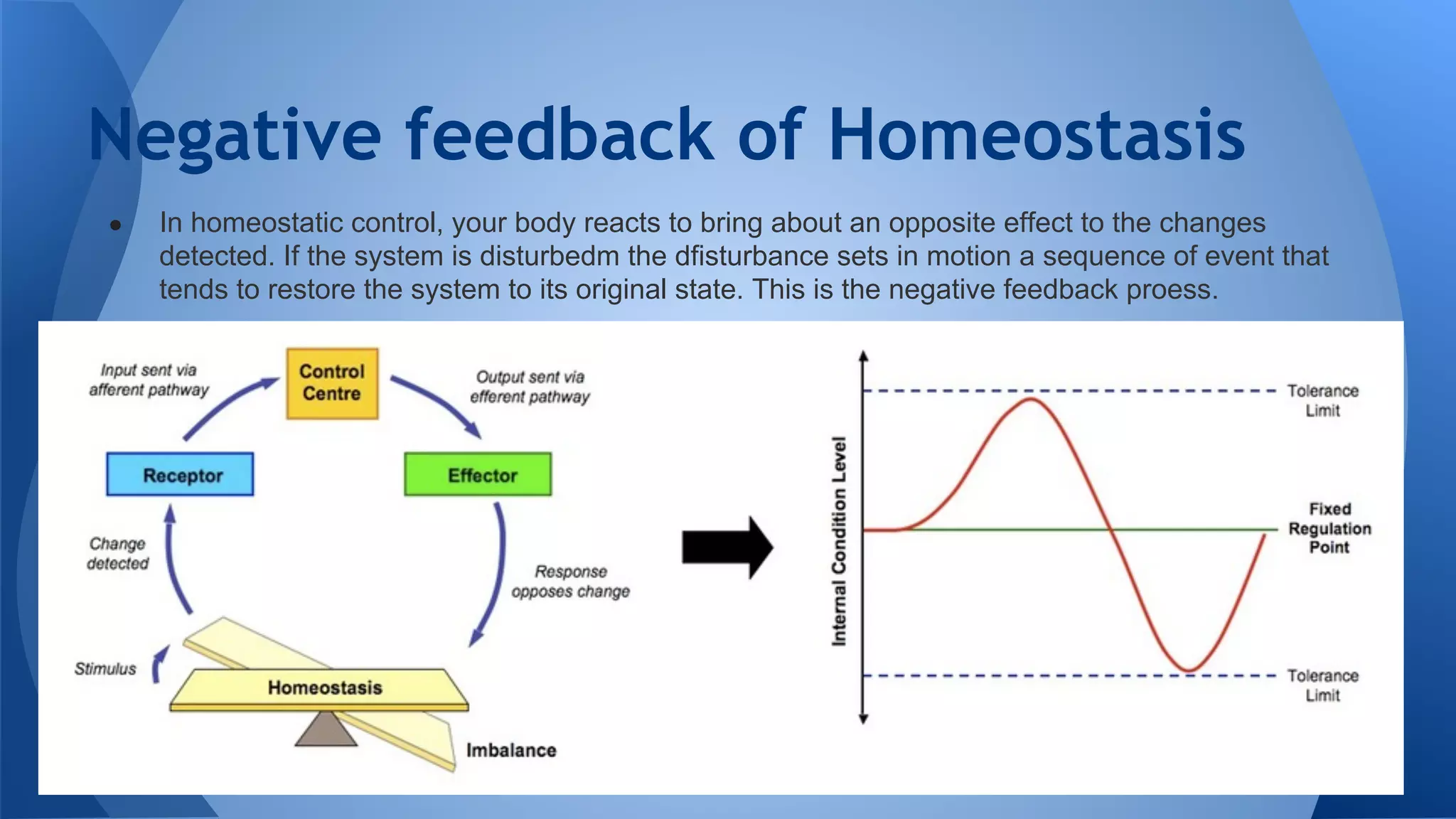 Biology PPT Homeostasis | PDF