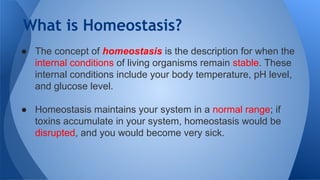 Biology PPT Homeostasis | PDF