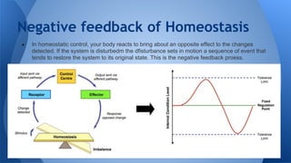 Biology PPT Homeostasis | PDF